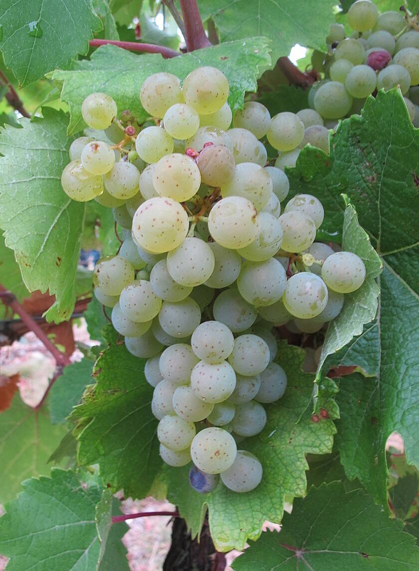 Nueva uva en Champagne – Pablo Dotta Sommelier